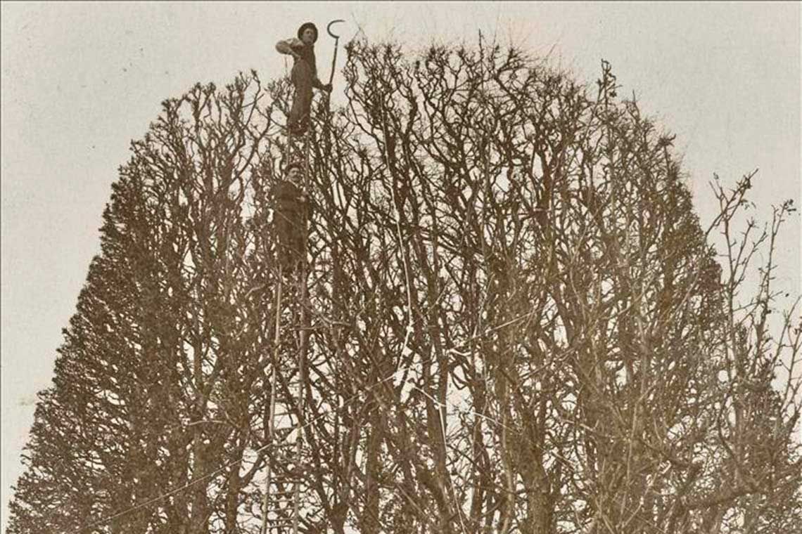 “Bosco, Albero, Uomo" - Mostra fotografica ai Georgofili ...
